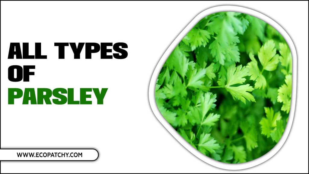 All Types Of Parsley - Parsley Extravaganza