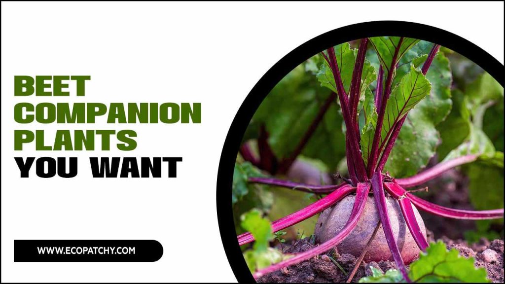 Beet Companion Plants You Want - 15 Beet Bounty