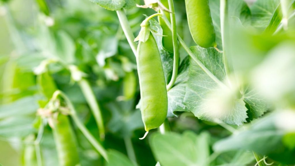 Grow Sugar Snap Peas In A Greenhouse - Gardening Guide