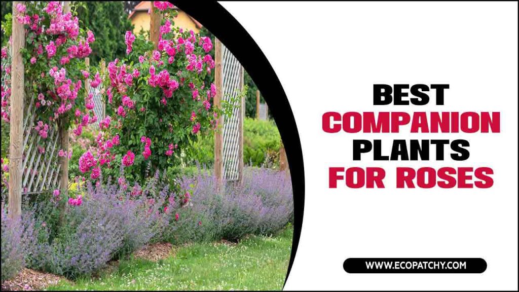 Best Companion Plants For Roses - Smart Gardening