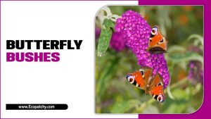 Butterfly Bushes: Embrace Nature's Beauty