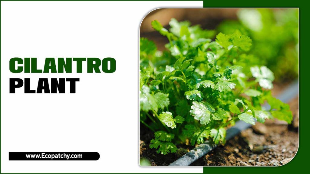 Cilantro Plant - A Beginner’s Guide