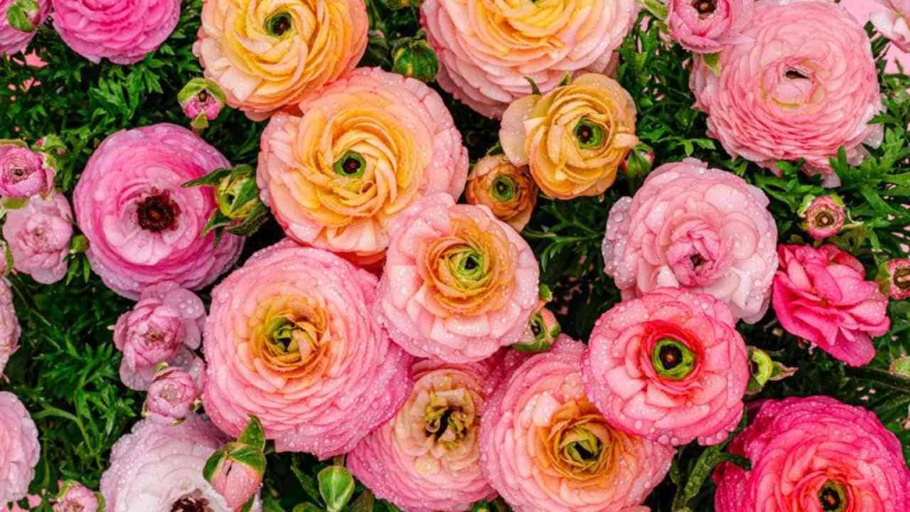 Plant Ranunculus Bulbs - Blooming Brilliance