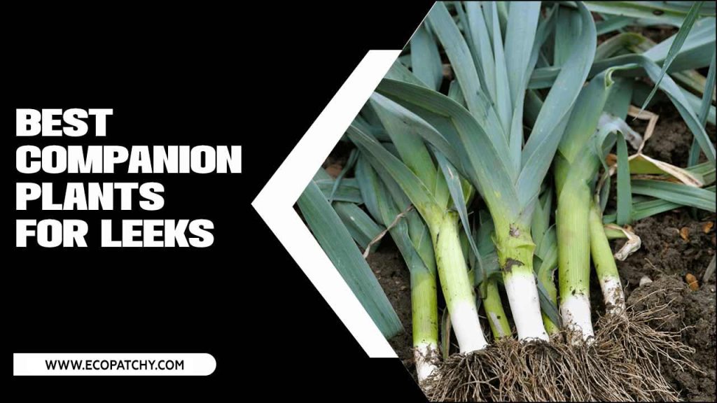Companion Plants For Leeks - Companion Planting Guide