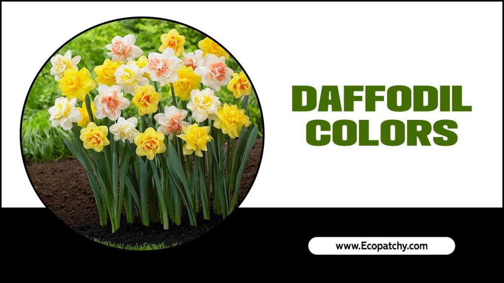 Daffodil Colors - A Guide To Colors