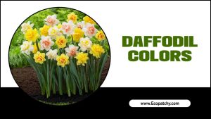 Daffodil Colors - A Guide To Colors