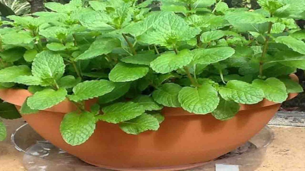 How To Harvest Mint Without Damaging Your Plants: Detailed