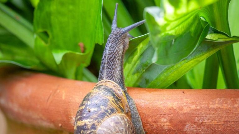 Get Rid Of Slugs And Snails In A Greenhouse: In 5 Quick Ways