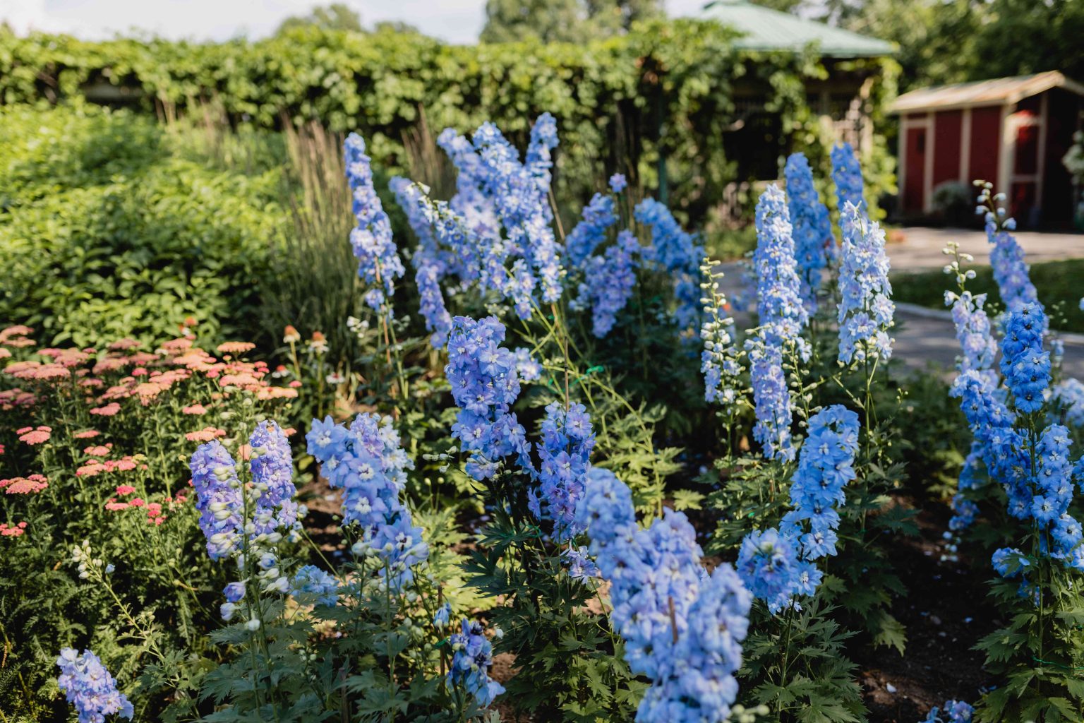 Growing Vibrant Larkspurs: Thriving Growth