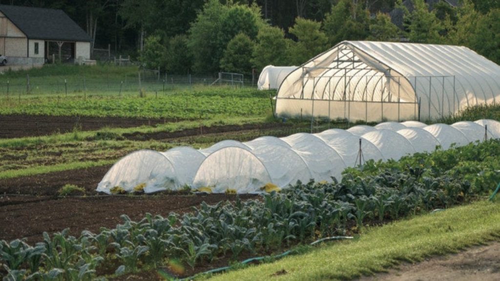 Benefits Of A Greenhouse: In 8 Easy Process
