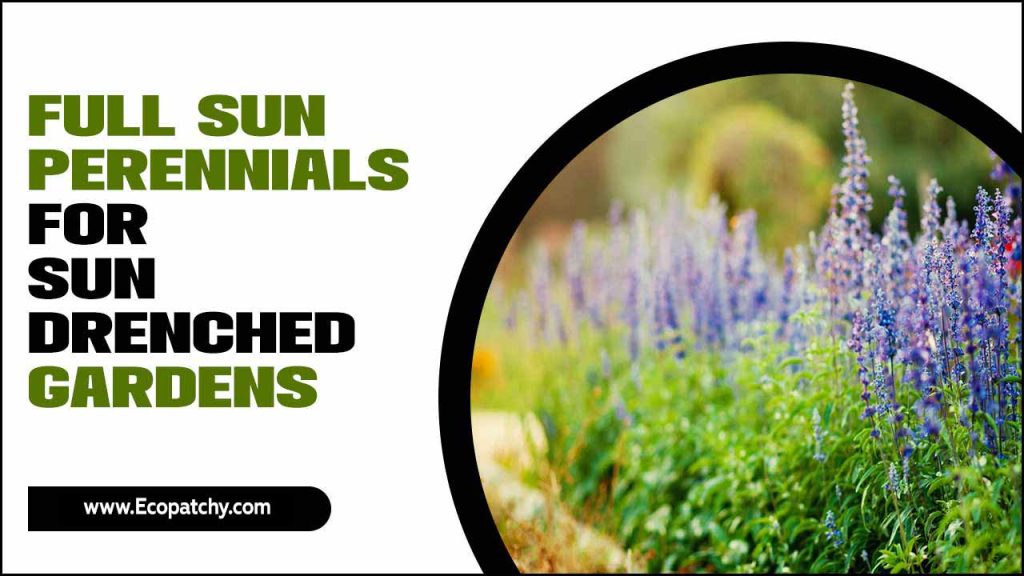 Full Sun Perennials For Sun-Drenched Gardens- Pro Guide!