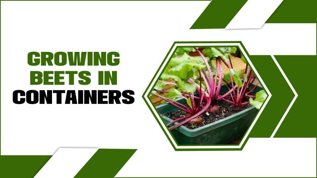 Growing Beets In Containers: Details To know