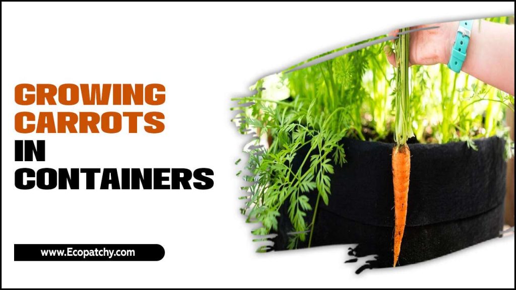 Growing Carrots In Containers: The Process In Detailed Steps
