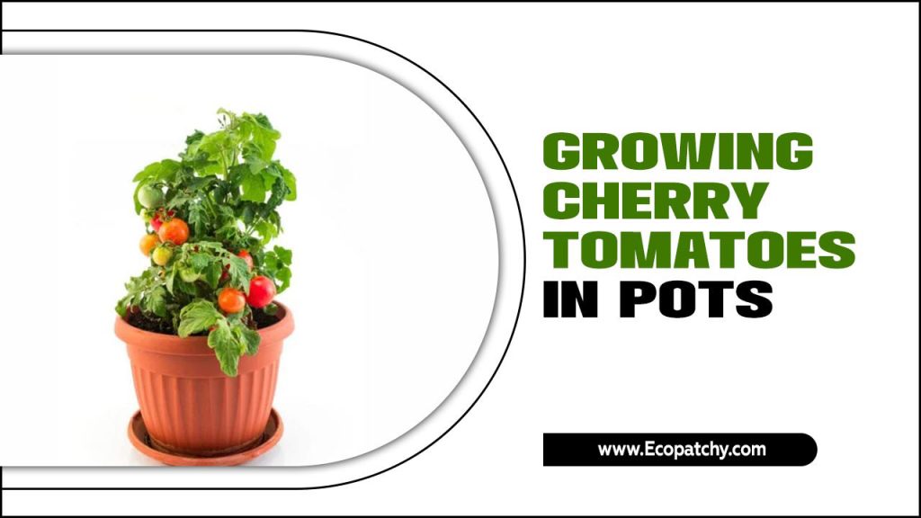 Growing Cherry Tomatoes In Pots: Some Quick Tips