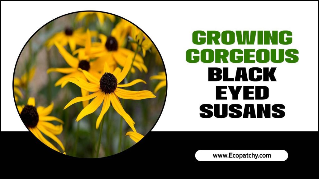 How Do You Grow Growing Gorgeous Black-Eyed Susans- Explane