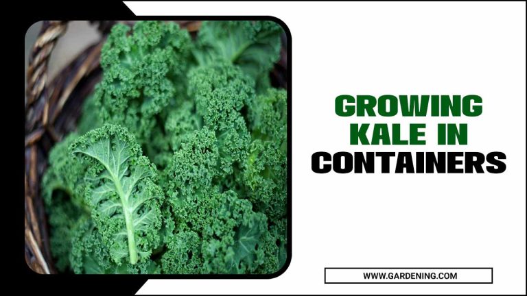 Growing Kale In Containers- Container Kale Triumph