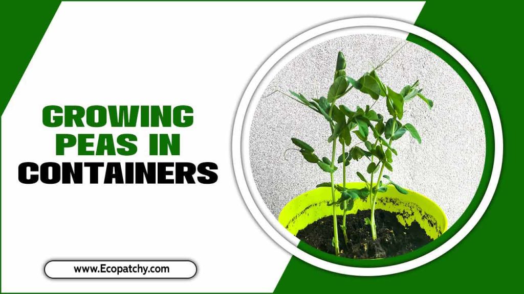 Growing Peas In Containers: In Easy Process