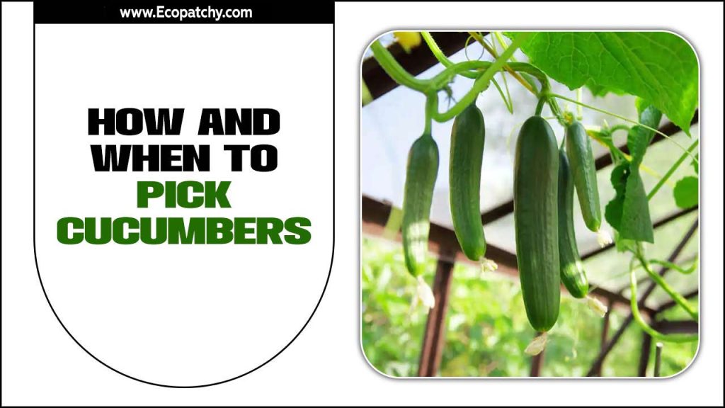 When To Pick Cucumbers- Prime Picking Secrets