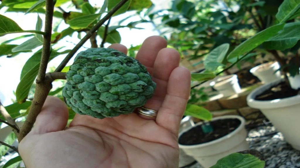 Grow Tropical Fruit In A Greenhouse - A Guide To Growing