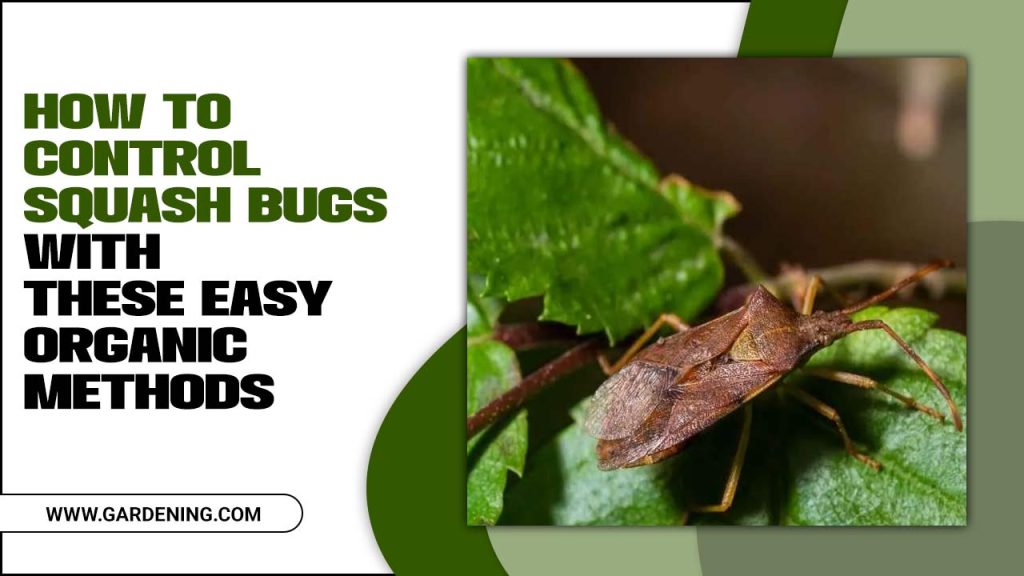 How To Control Squash Bugs- Squash Bug Mastery