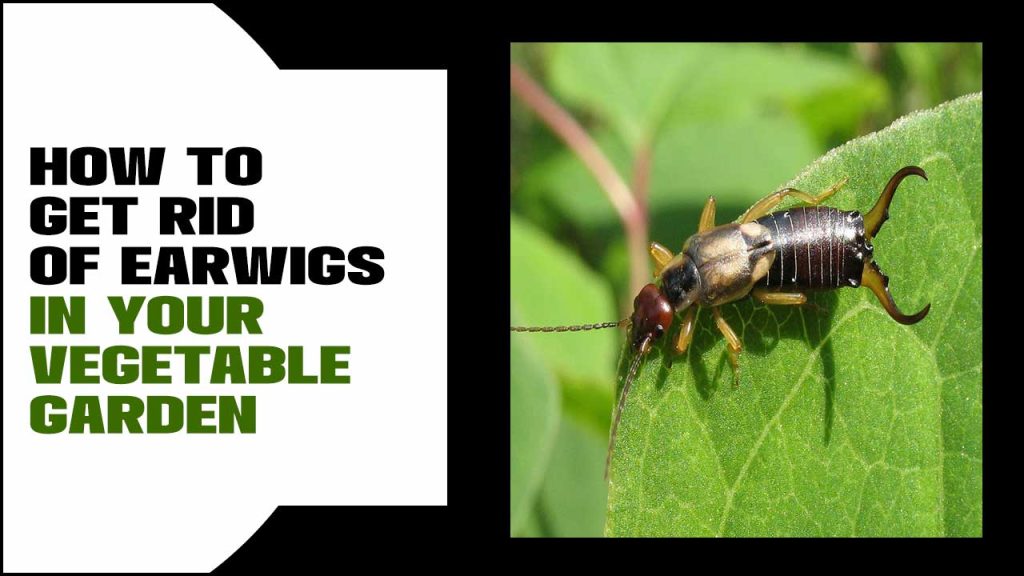 How To Get Rid Of Earwigs In Your Vegetable Garden- Explaine
