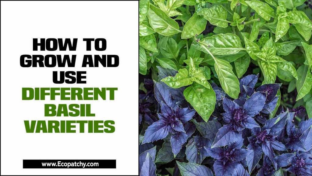 How To Grow And Use Different Basil Varieties: Expert Guide