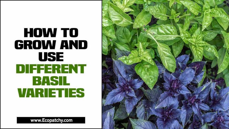 How To Grow And Use Different Basil Varieties: Expert Guide