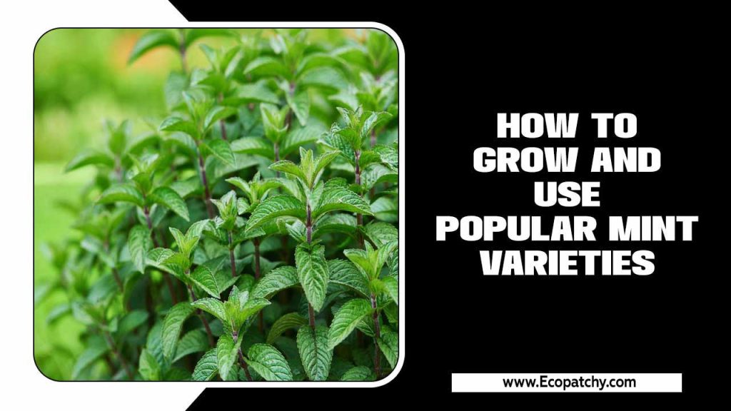 Grow And Use Popular Mint Varieties - Elevate Your Senses