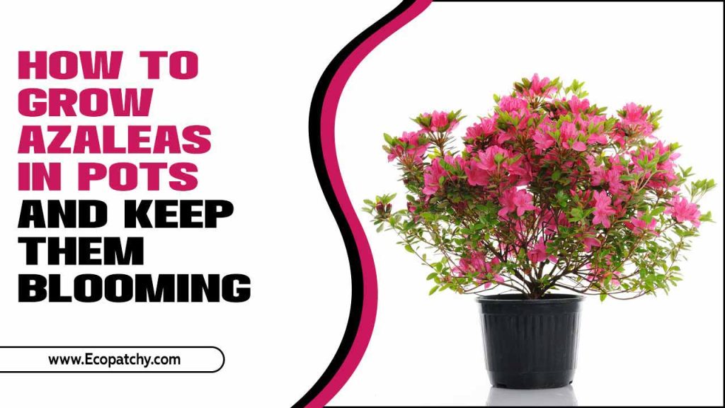 How To Grow Azaleas In Pots And Keep Them Blooming: Pot Tips