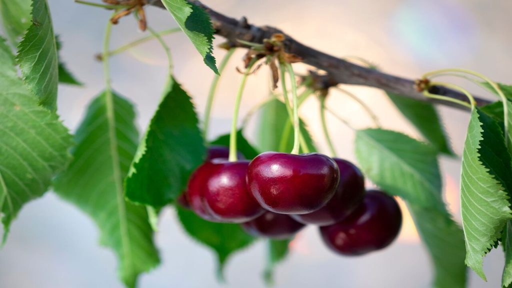 How To Grow Cherry Trees In A Greenhouse: 5 Natural Ways