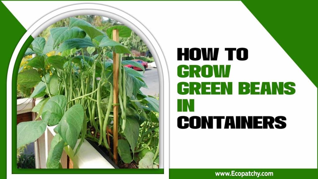 How To Grow Green Beans In Containers: Follow This Guideline