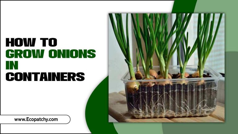 How To Grow Onions In Containers: Container Mastery