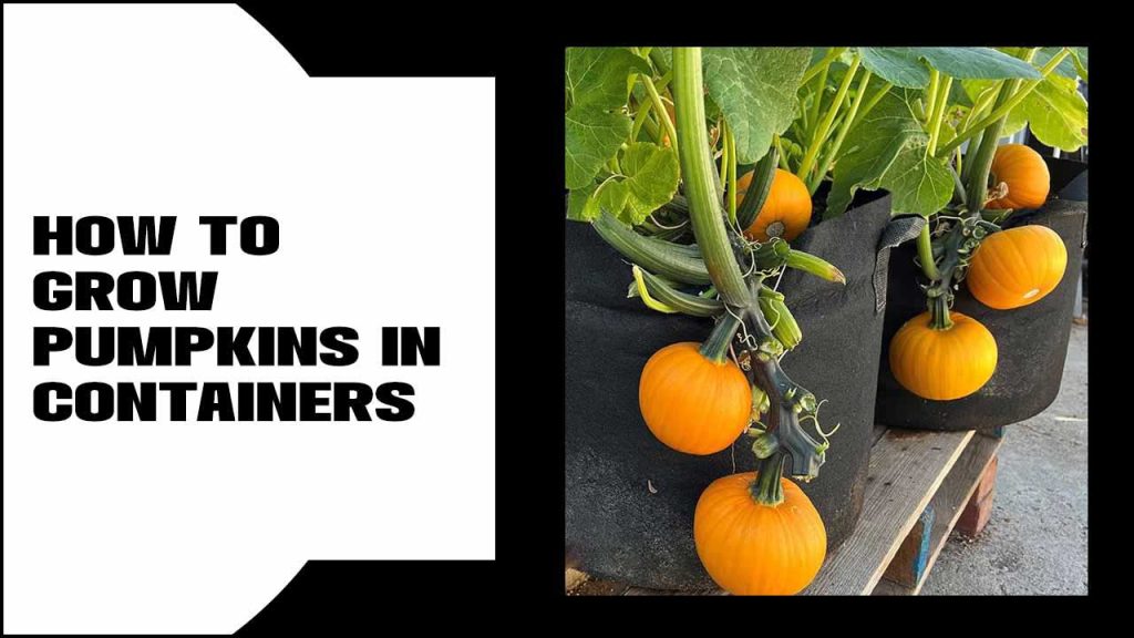 How To Grow Pumpkins In Containers: Container Magic