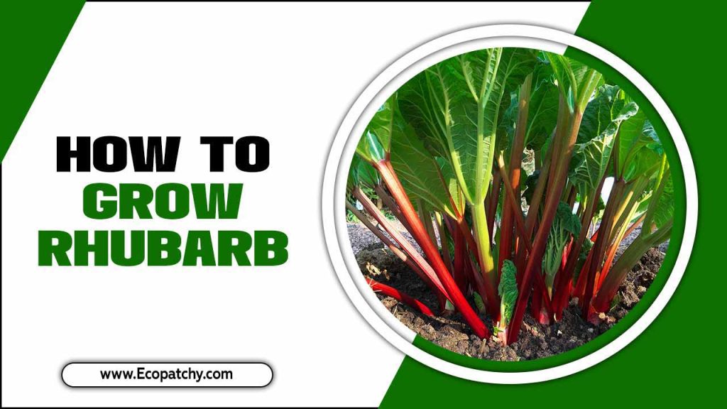 How To Grow Rhubarb: 4 Quick and Easy Steps
