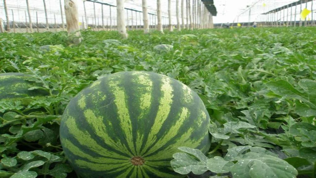 Grow Watermelons In A Greenhouse: In Easy Process
