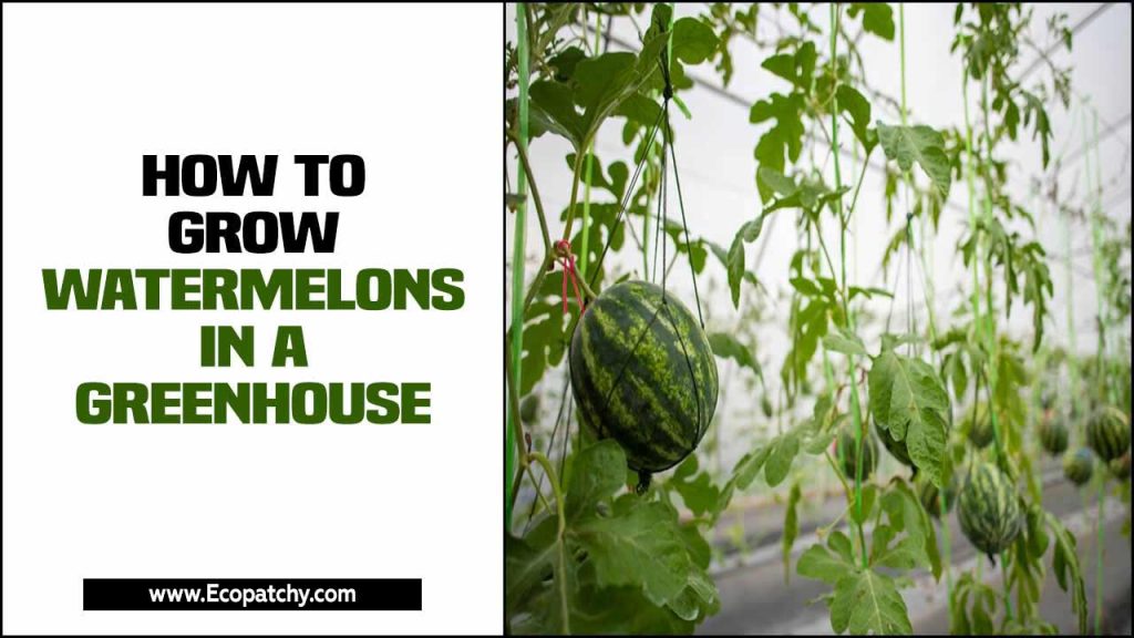 Grow Watermelons In A Greenhouse: In Easy Process