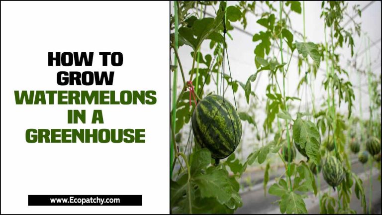 Grow Watermelons In A Greenhouse: In Easy Process