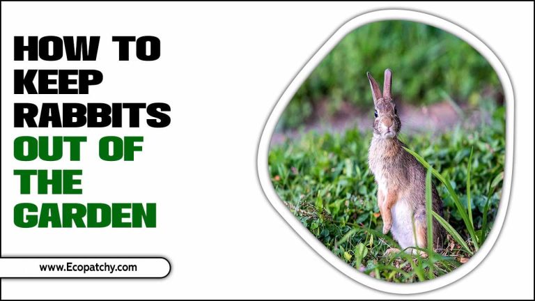 How To Keep Rabbits Out Of The Garden- Bunny-Proof Brillianc