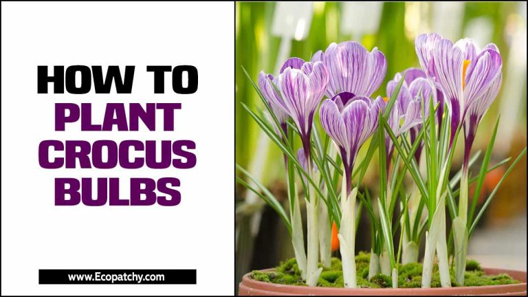 How To Plant Crocus Bulbs - Expert 5 Advice