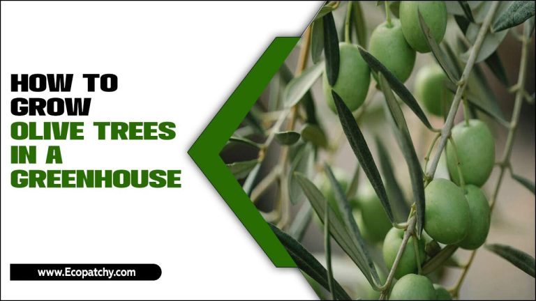 How To Grow Olive Trees In A Greenhouse - Expert 7 Tips