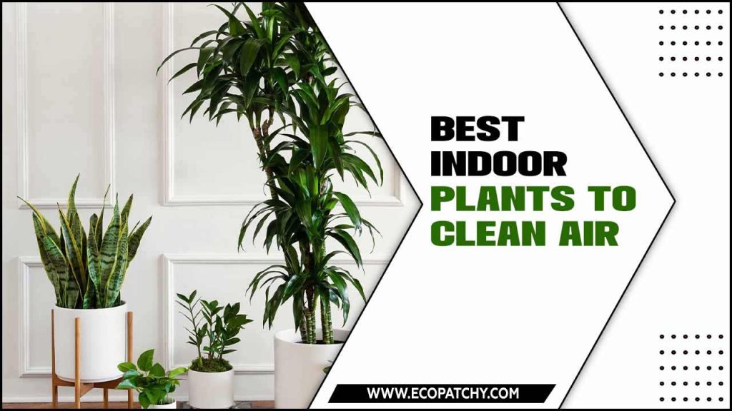 Indoor Plants To Clean Air - Amazing 9 Plants