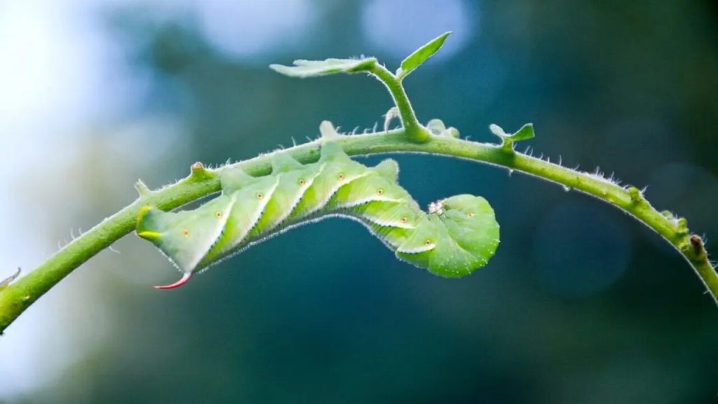 How To Get Rid Of Caterpillars In A Greenhouse - Expert Precision
