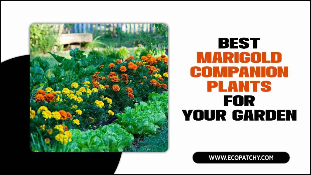Marigold Companion Plants - Ideal Companion Plants