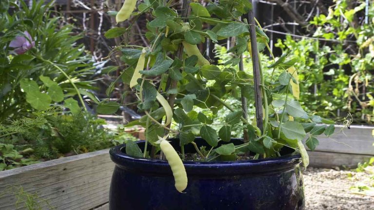 Grow Sugar Snap Peas In A Greenhouse - Gardening Guide