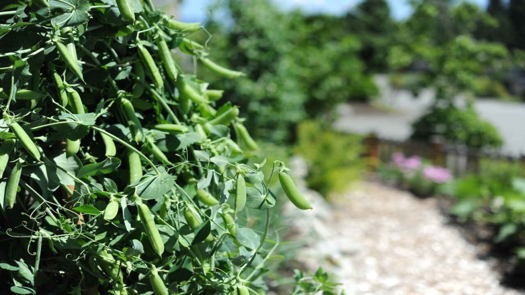 Grow Sugar Snap Peas In A Greenhouse - Gardening Guide