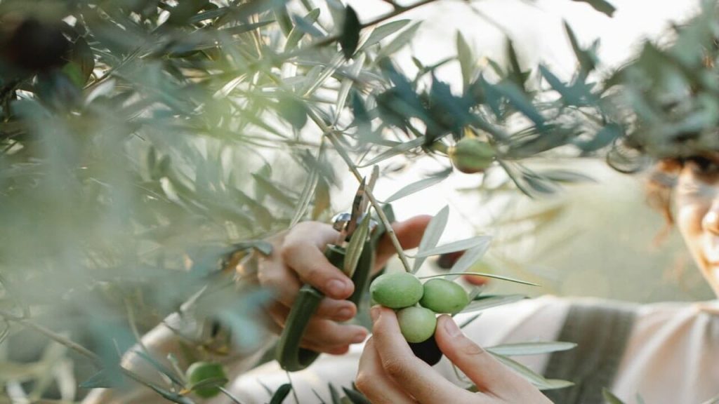 How To Grow Olive Trees In A Greenhouse - Expert 7 Tips