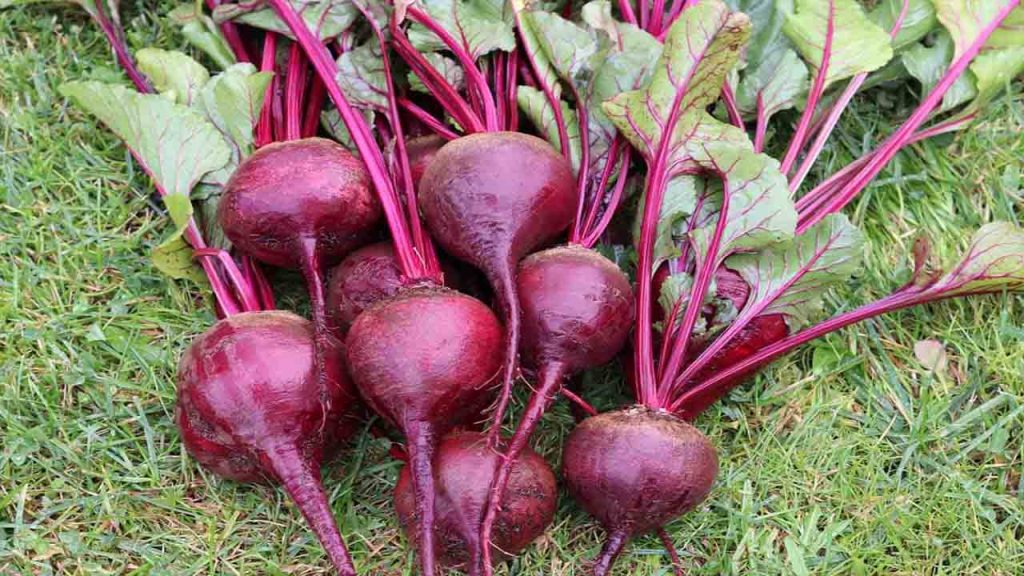 Beet Companion Plants You Want - 15 Beet Bounty