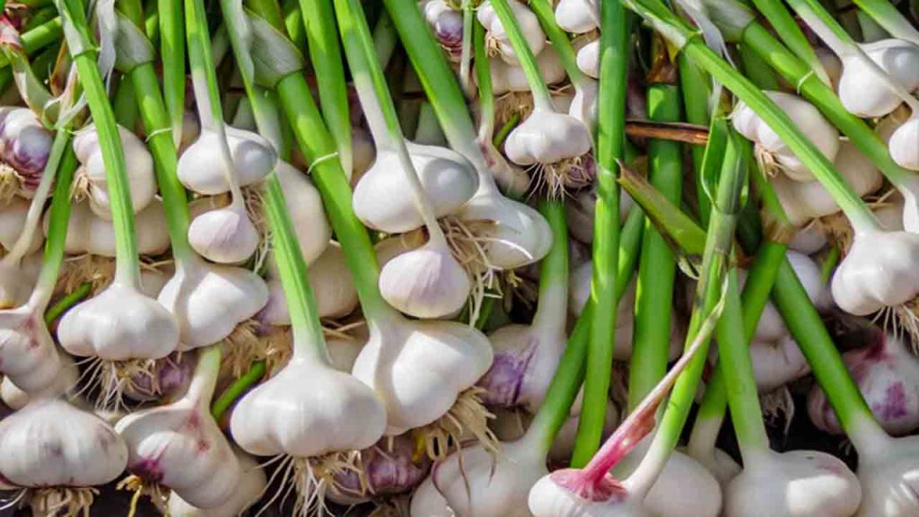 Best Garlic Companion Plants For Your Garden: Garlic Glory