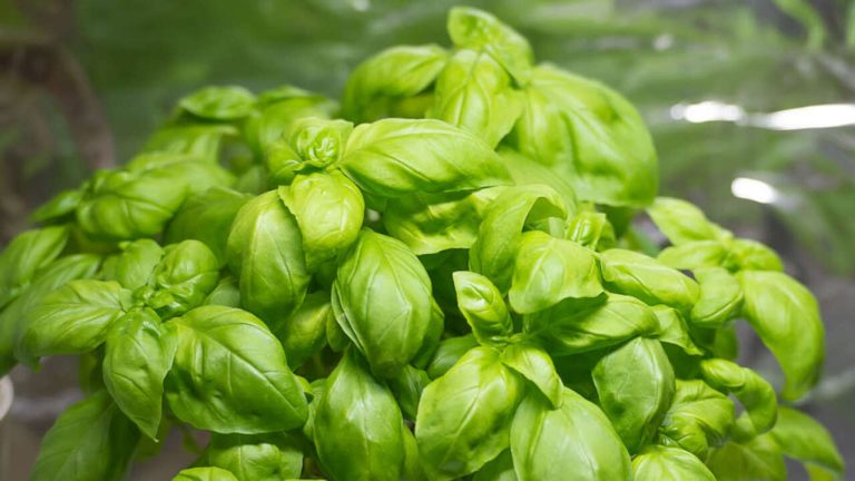How To Grow Basil In A Greenhouse: 6 Quick and Easy Steps