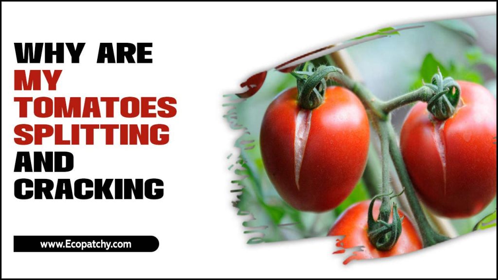 My Tomatoes Splitting And Cracking: Discover the Causes
